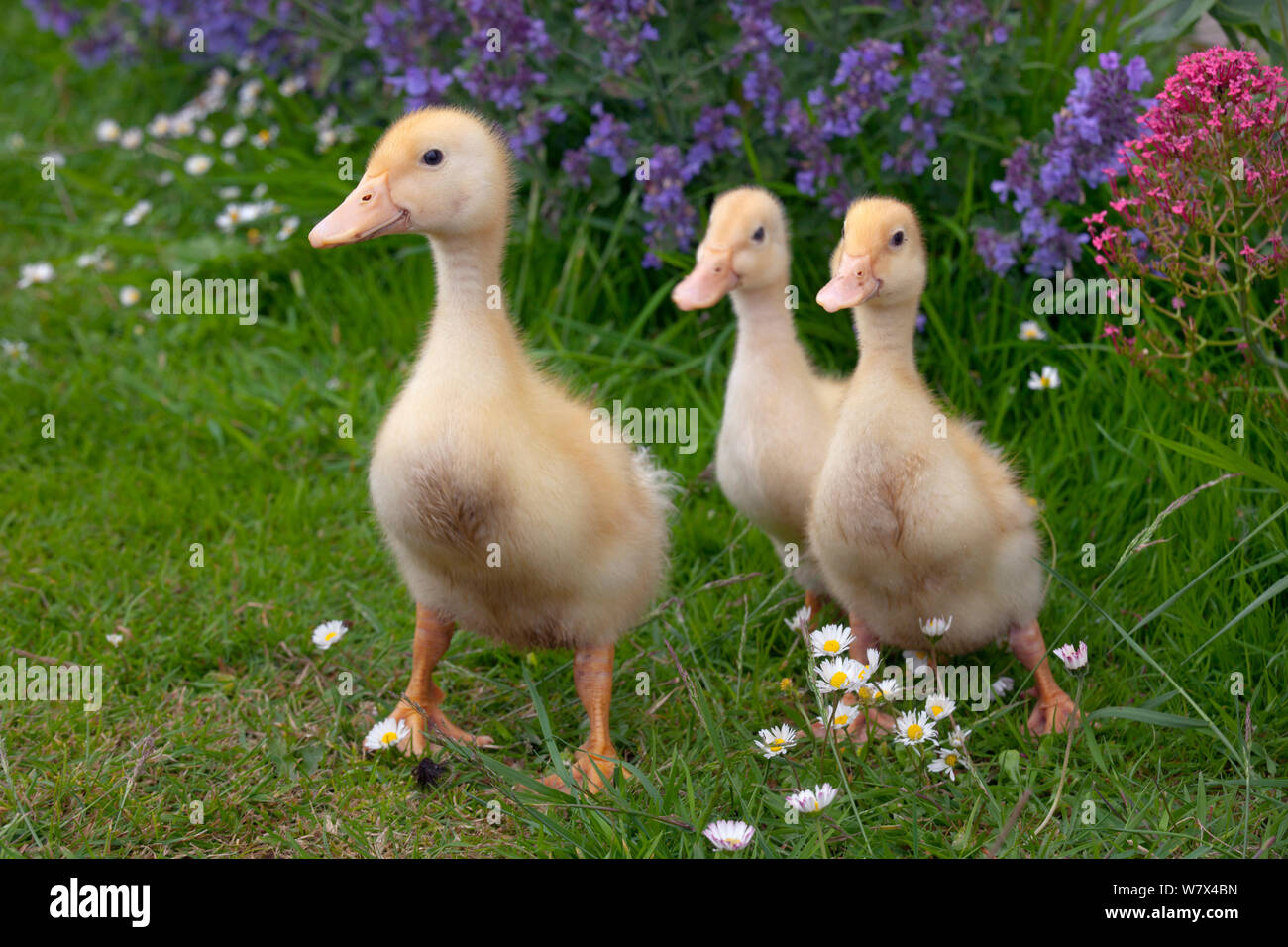 Old domesticated plant hi-res stock photography and images - Alamy