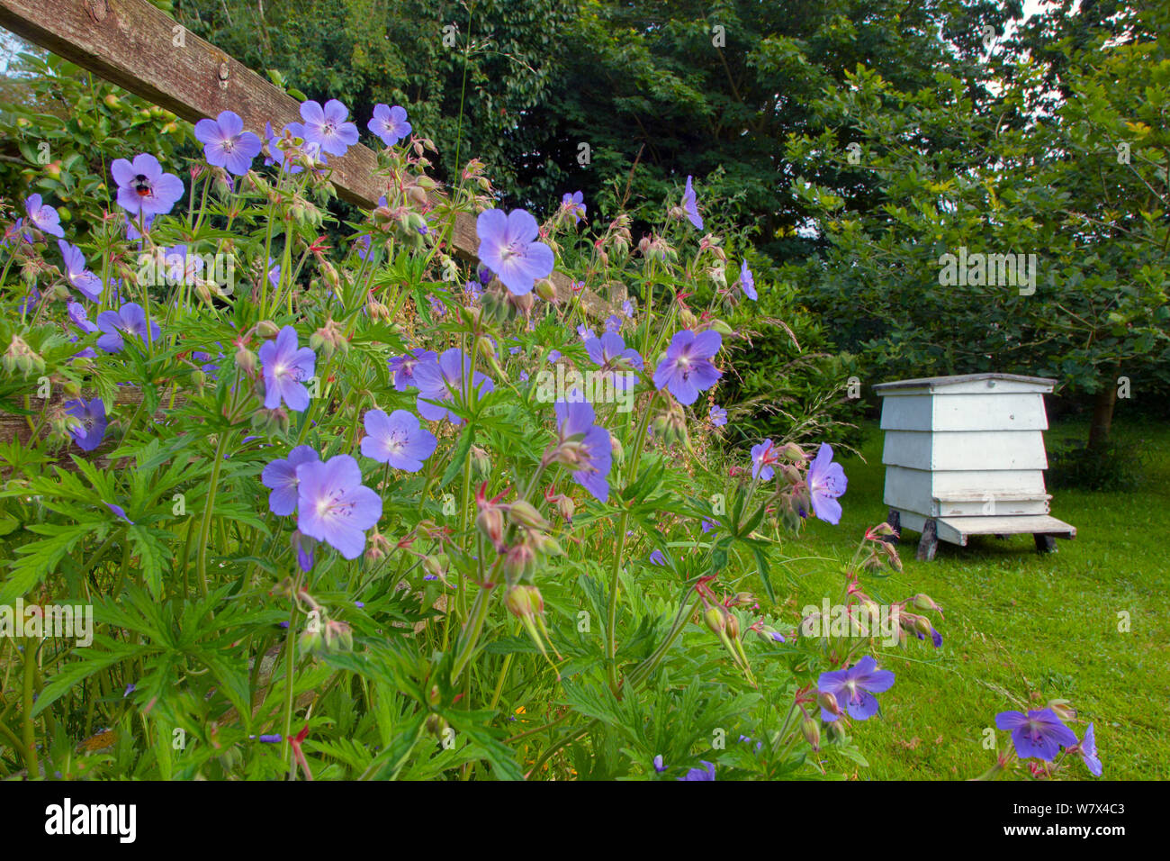 Traditional bee hive in cottage garden, UK, June Stock Photo - Alamy