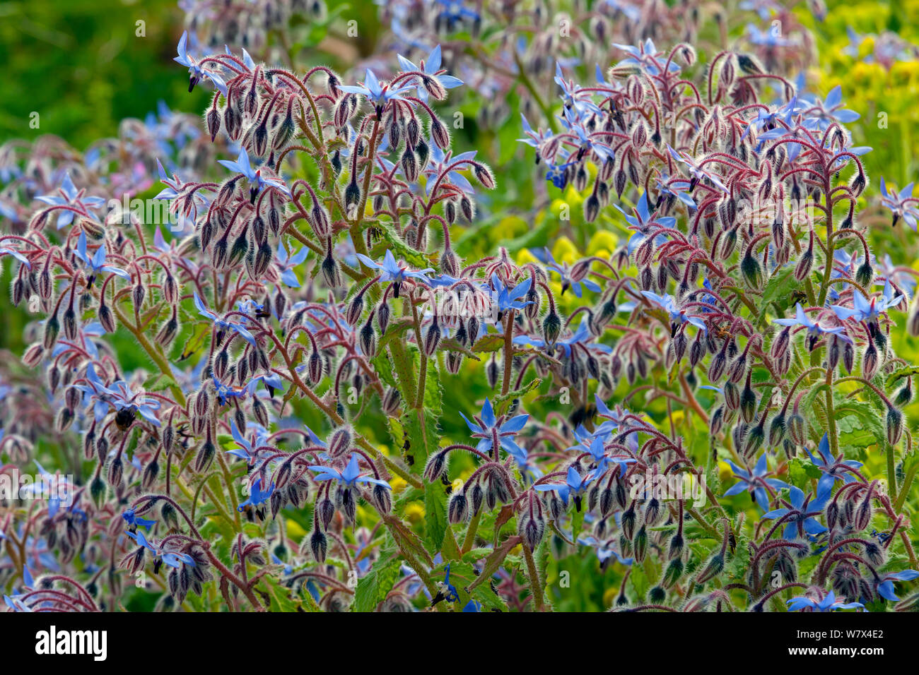 Borage / starflower (Borago officinalis) in herb garden, UK, April ...