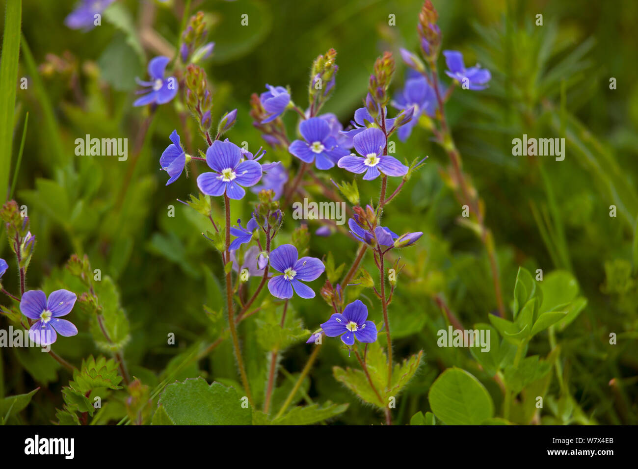 Germander speedwell (Veronica chamaedrys) growing in field margin. East ...
