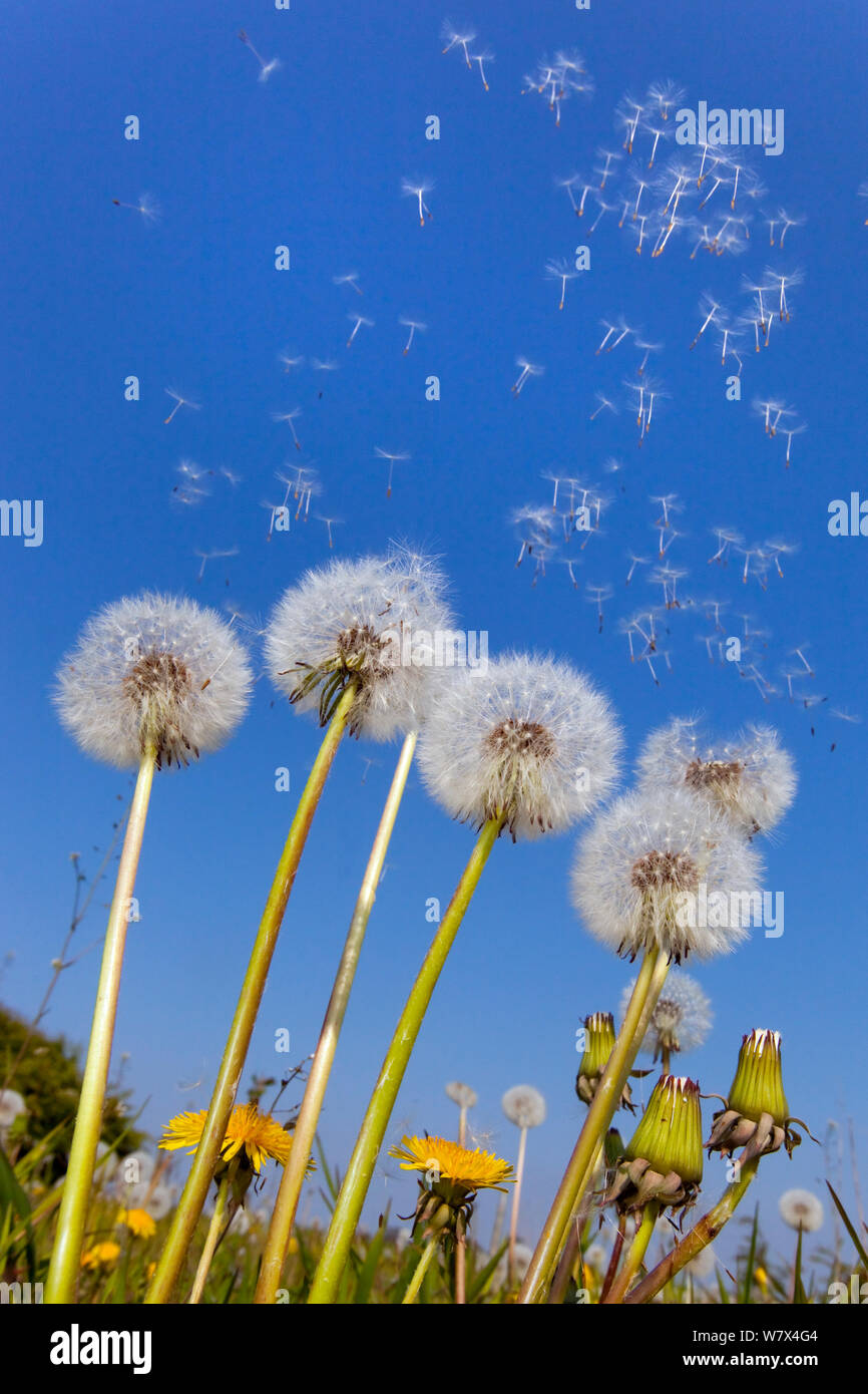 Dandelion (Taraxacum officinale) seeds blowing in the wind. UK, April ...