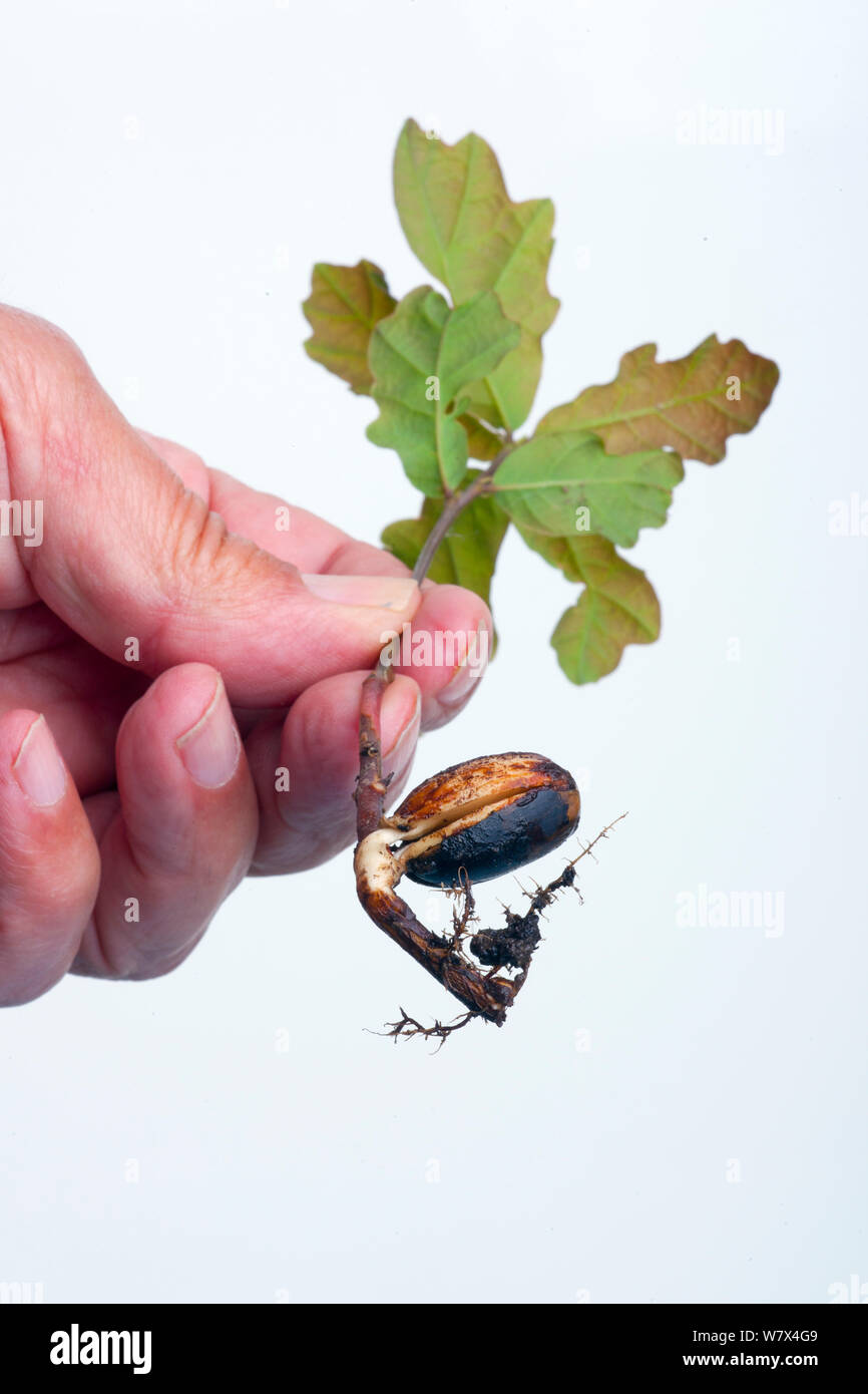 Oak seedling hi-res stock photography and images - Alamy