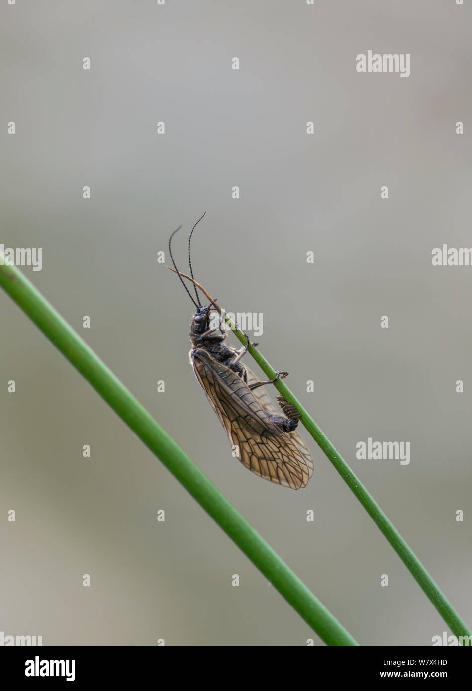 Alder fly (Sialis lutaria) laying eggs on reed above pond surface ...
