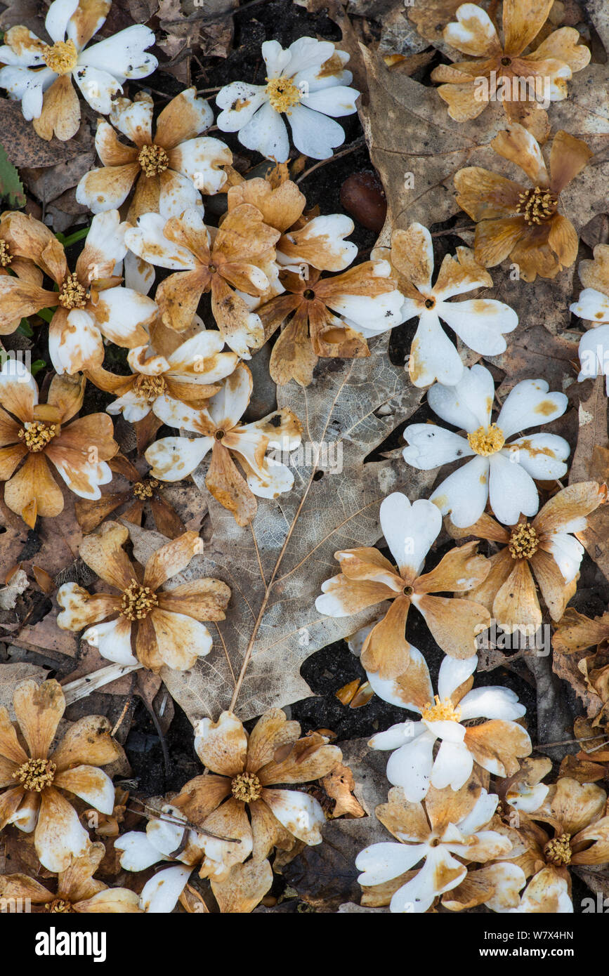 Camellia grijsii hi-res stock photography and images - Alamy