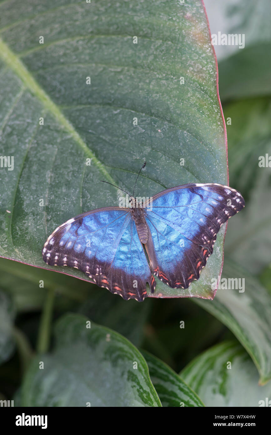Blue morpho butterfly wing hi-res stock photography and images - Alamy