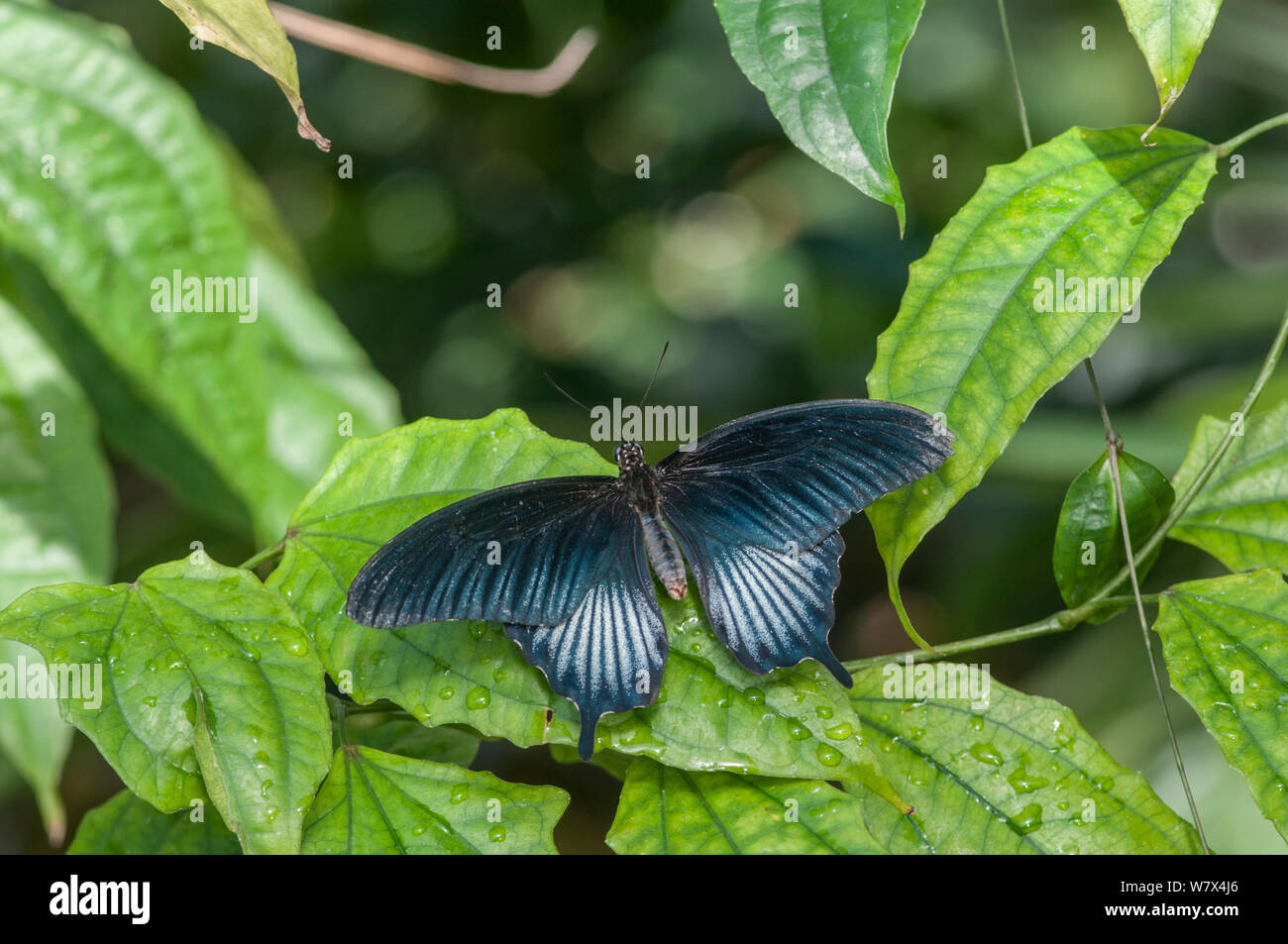 Low's swallowtail butterfly (Papilio lowi), male. Captive. Occurs in ...