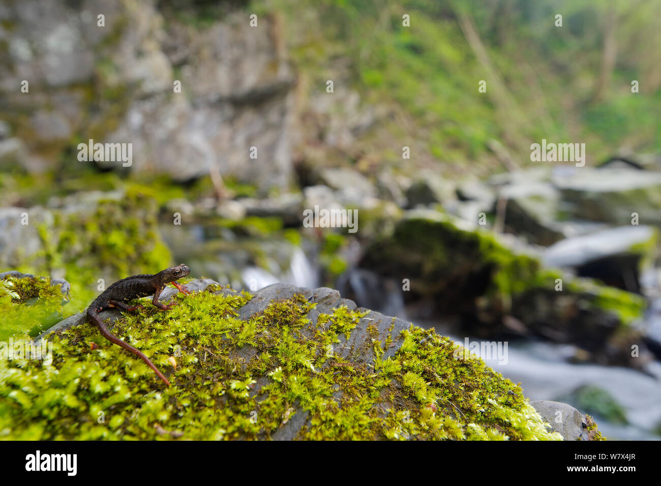 Northern spectacled salamander (Salamandrina perspicillata) in habitat ...