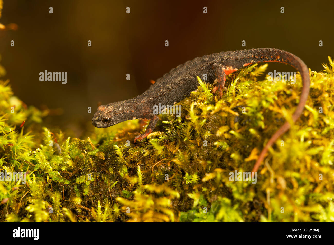 Northern spectacled salamander hi-res stock photography and images - Alamy