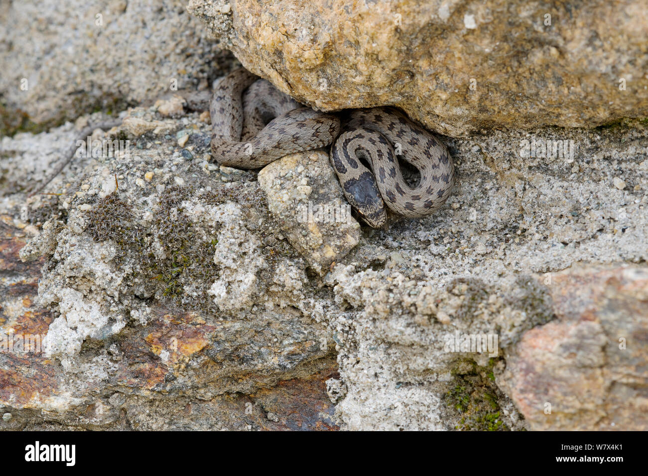 Smooth snakes hi-res stock photography and images - Alamy