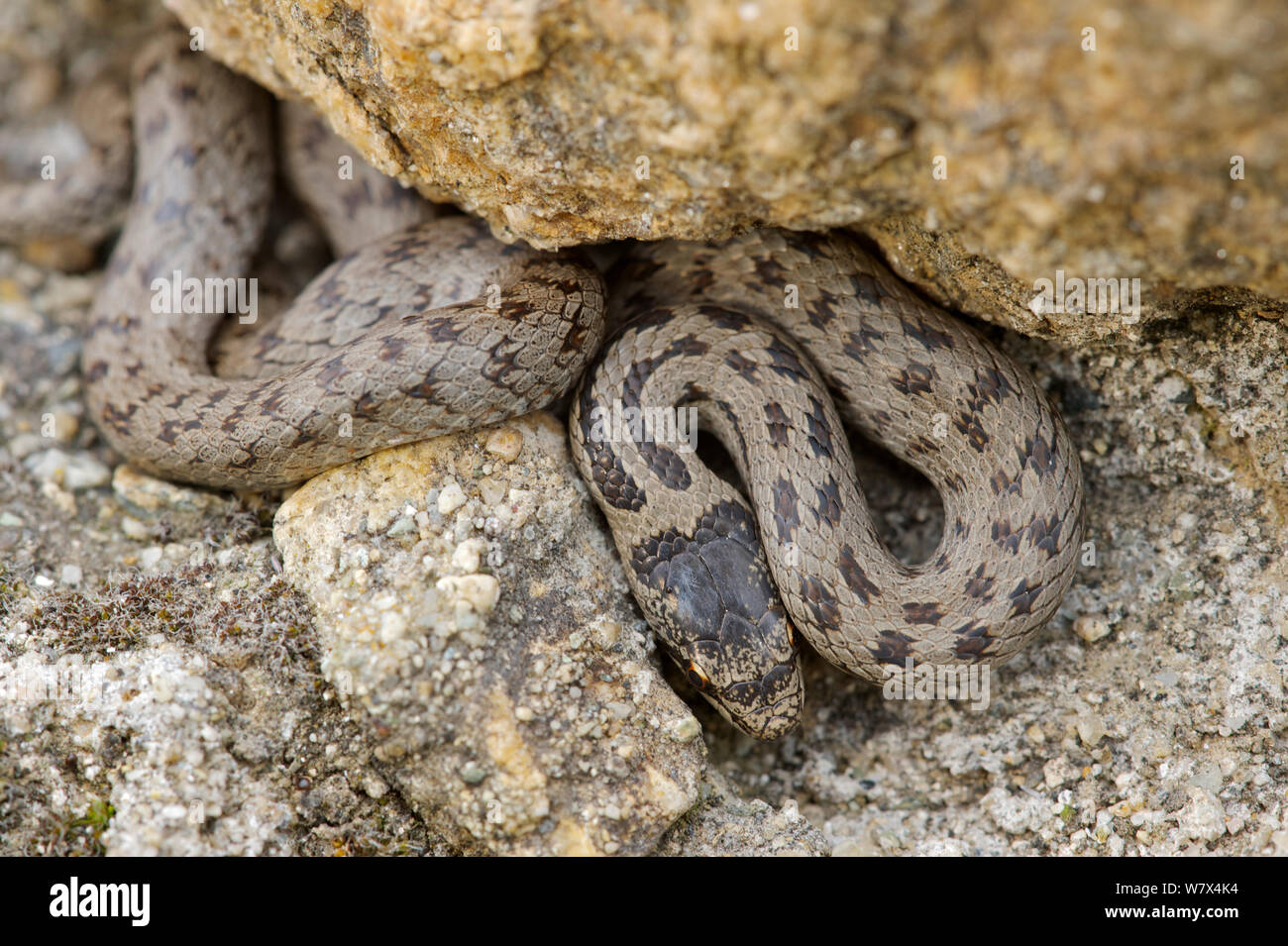 Smooth snake hi-res stock photography and images - Alamy