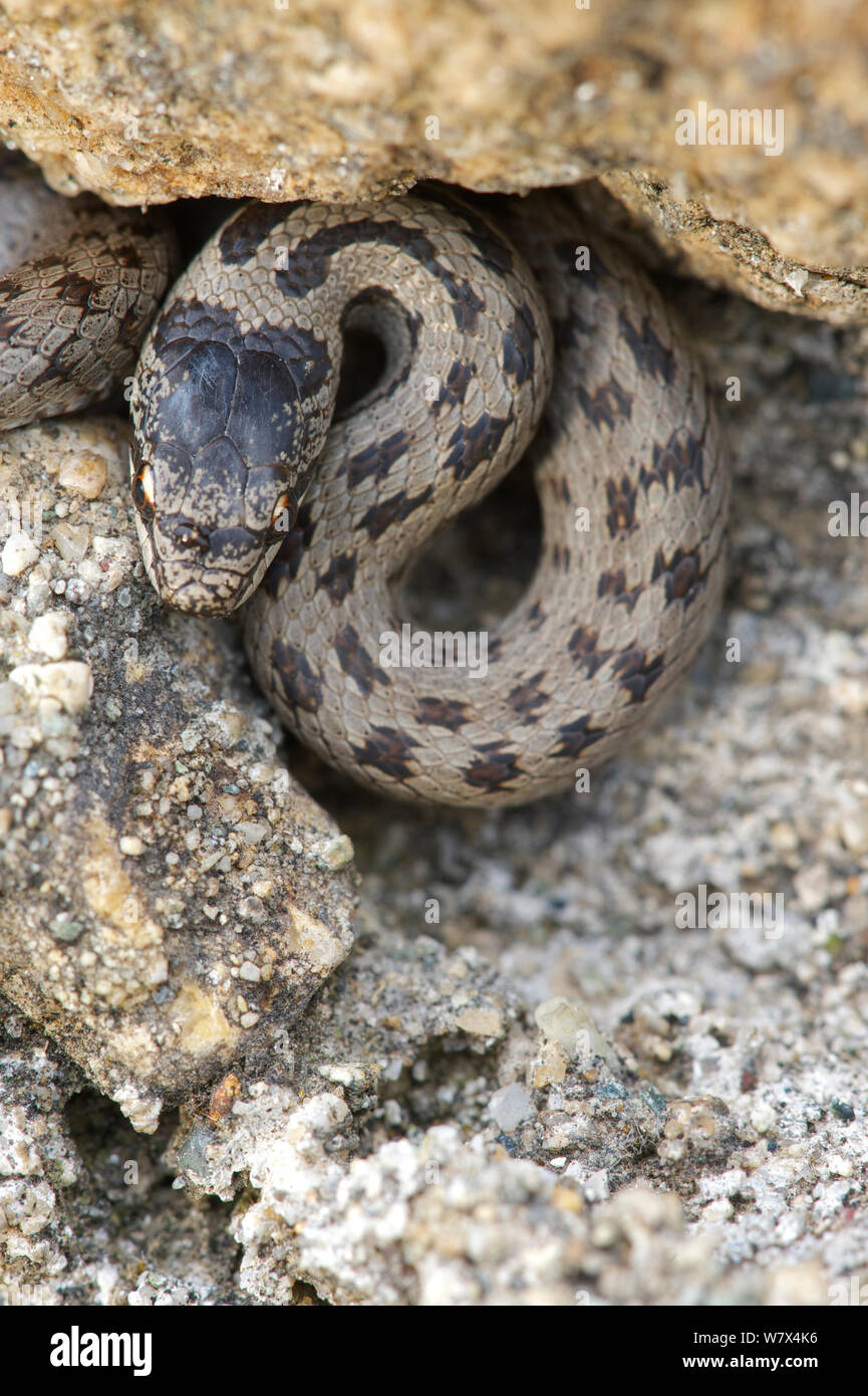 Smooth snake hi-res stock photography and images - Alamy