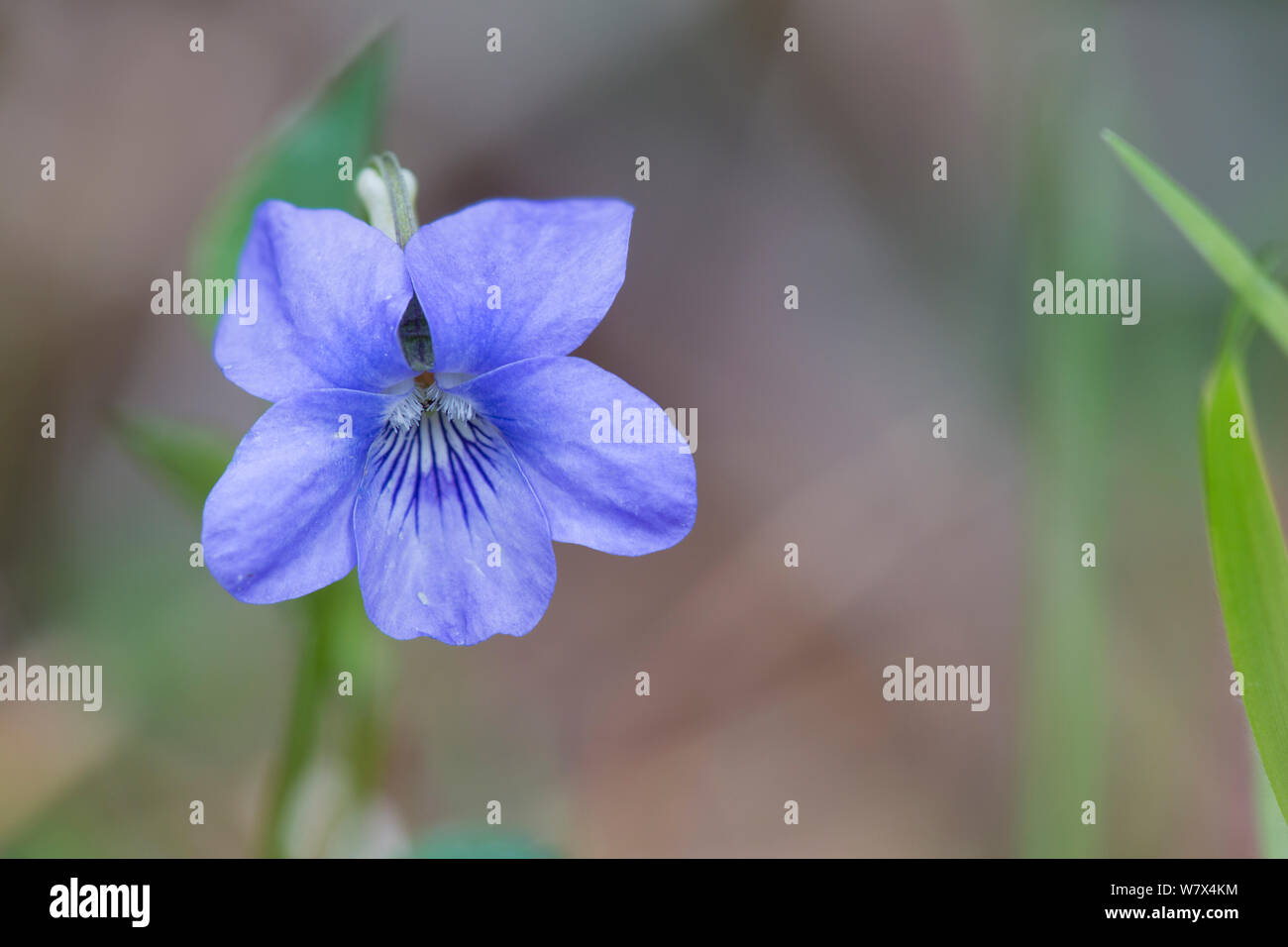 Common dog violet (Viola riviniana), Lancashire, UK. April Stock Photo ...