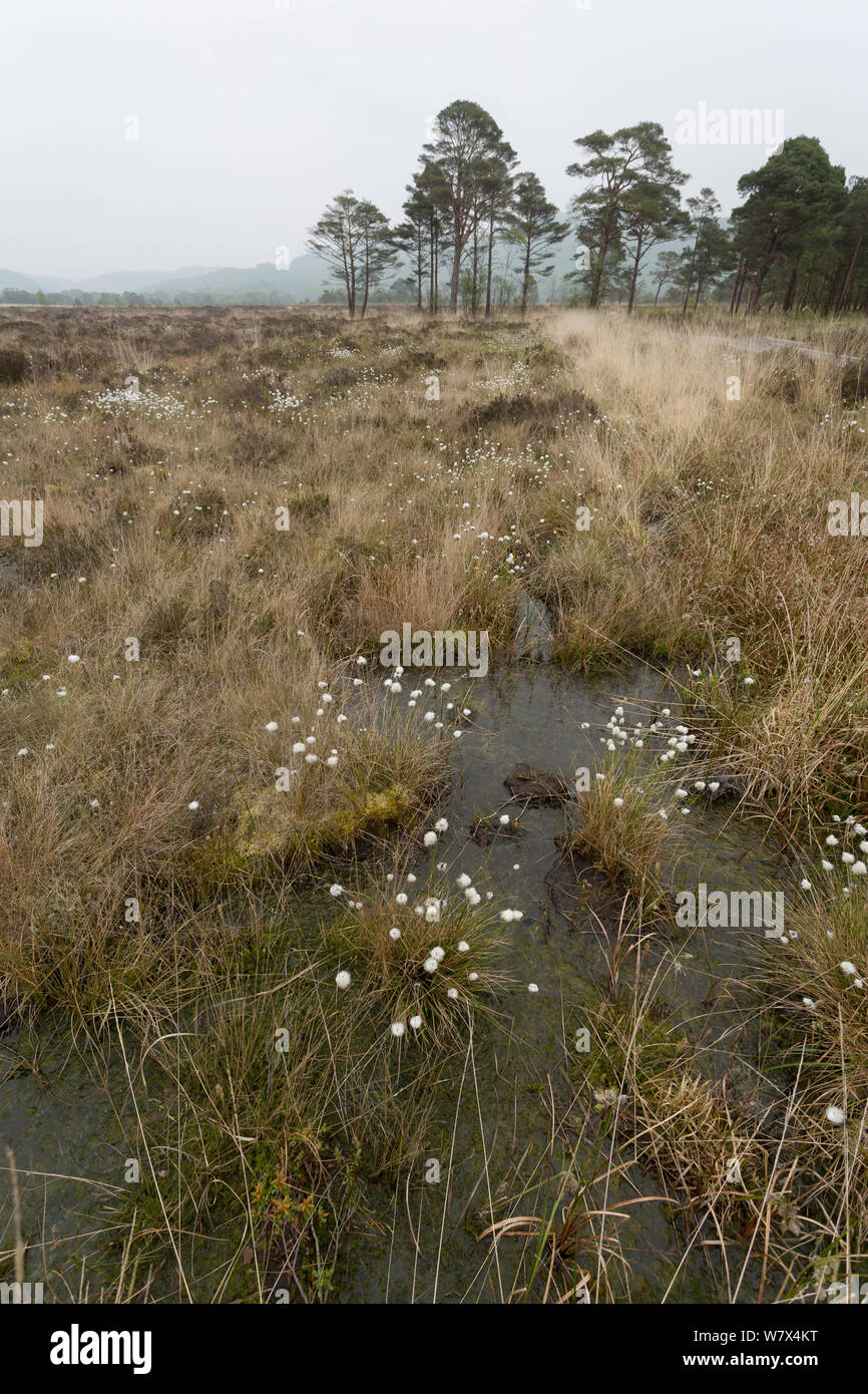 Lowland bog in Roudsea Wood and Moss Nature Reserve, Cumbria, UK. April ...