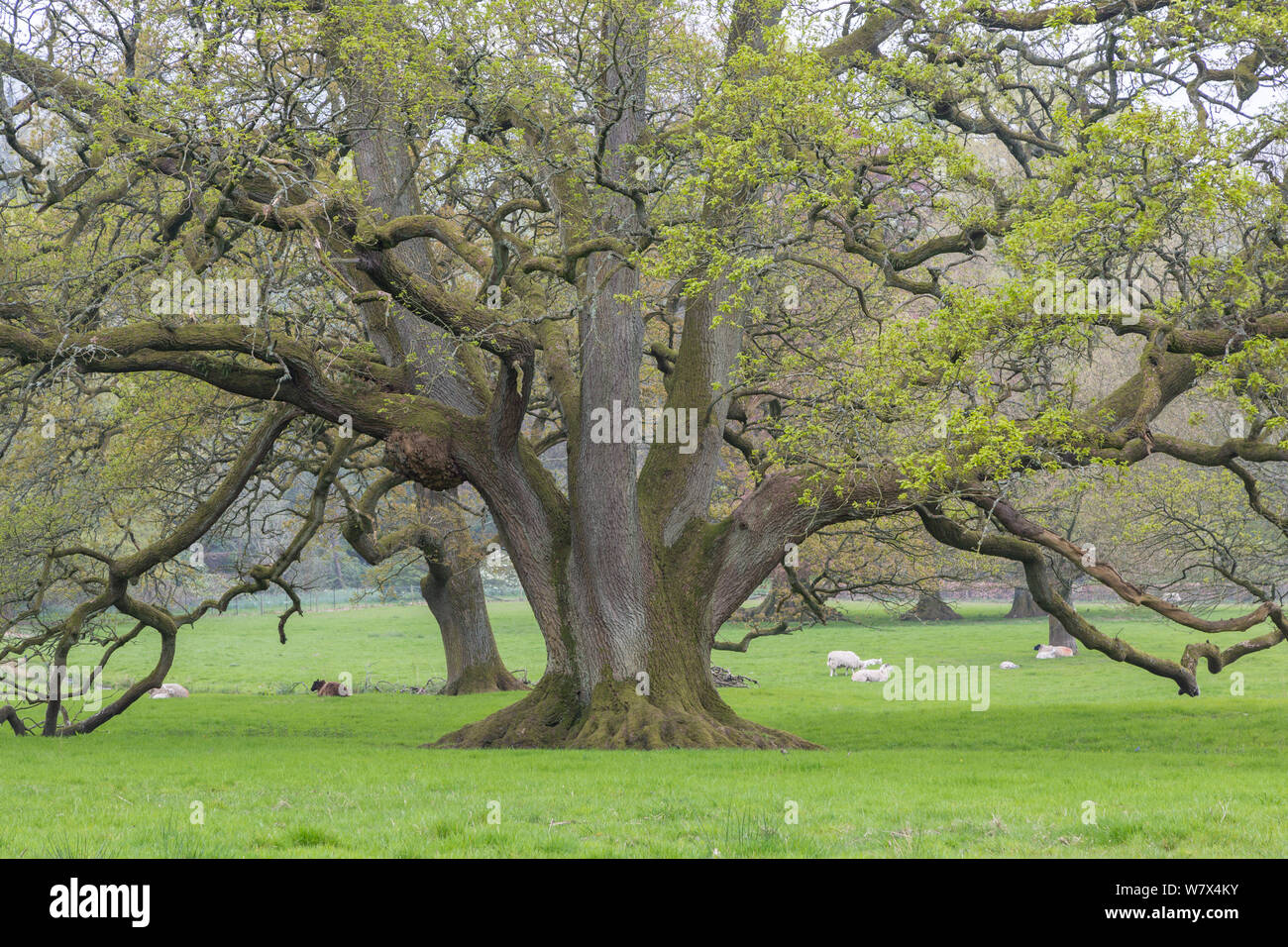 Oak tree (Quercus species). Cumbria, UK. April Stock Photo - Alamy
