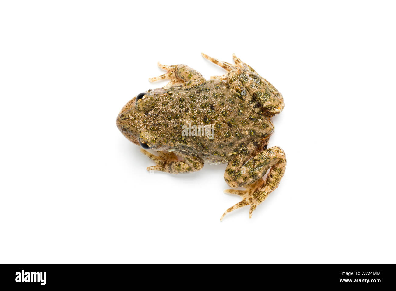 Common Midwife Toad (Alytes obstetricans) from a naturalised colony in ...