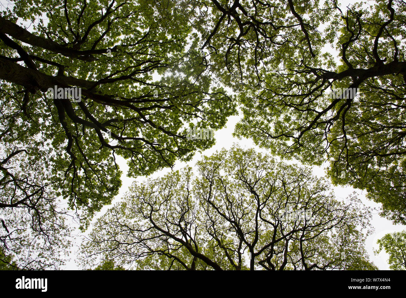 Canopy shyness trees hi-res stock photography and images - Alamy