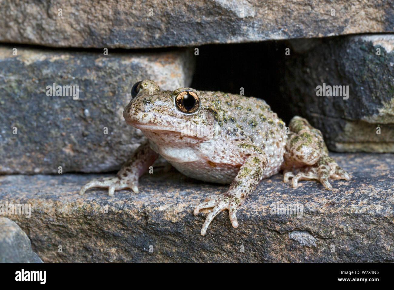 Common Midwife Toad (Alytes obstetricans) from a naturalised colony in ...