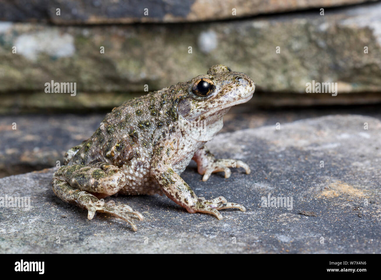 Common Midwife Toad (Alytes obstetricans) from a naturalised colony in ...