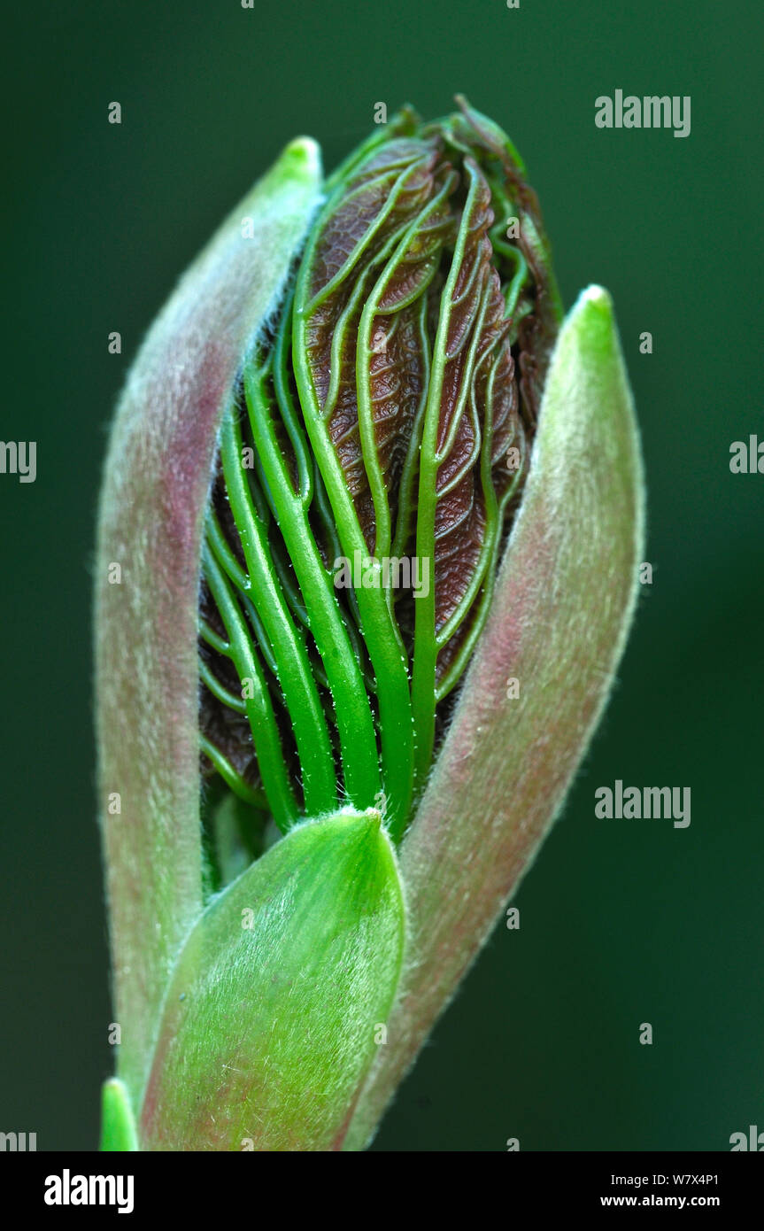 Sycamore (Acer pseudoplatanus) bud opening in spring. Dorset, UK, April ...