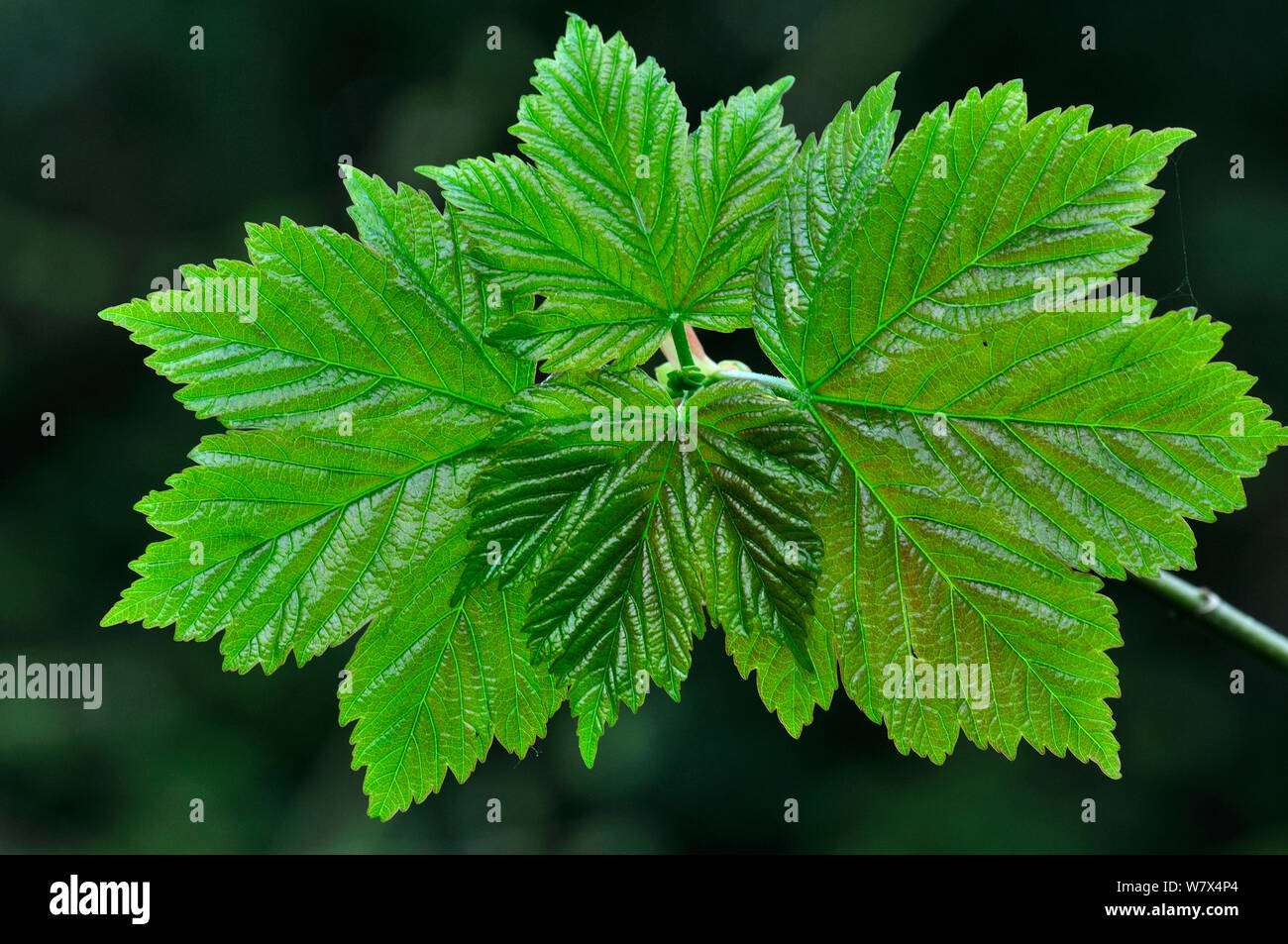 Acer Pseudoplatanus Atropurpureum High Resolution Stock Photography and ...