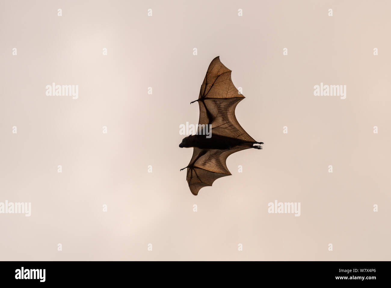 Little red flying-fox (Pteropus scapulatus) in flight, Wild River ...