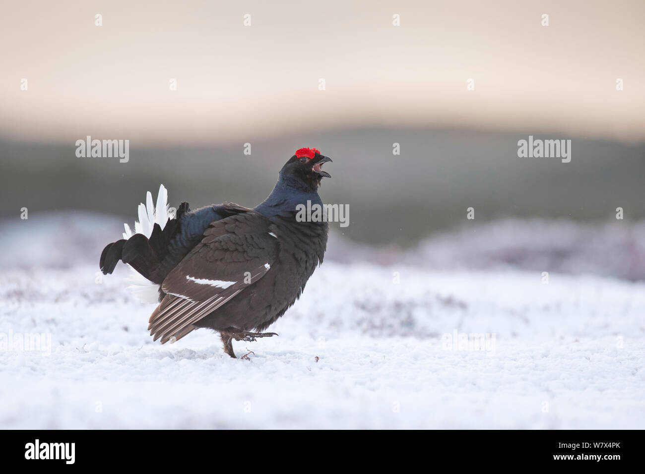 Black grouse (Tetrao tetrix) male displaying at lek on snow covered ...
