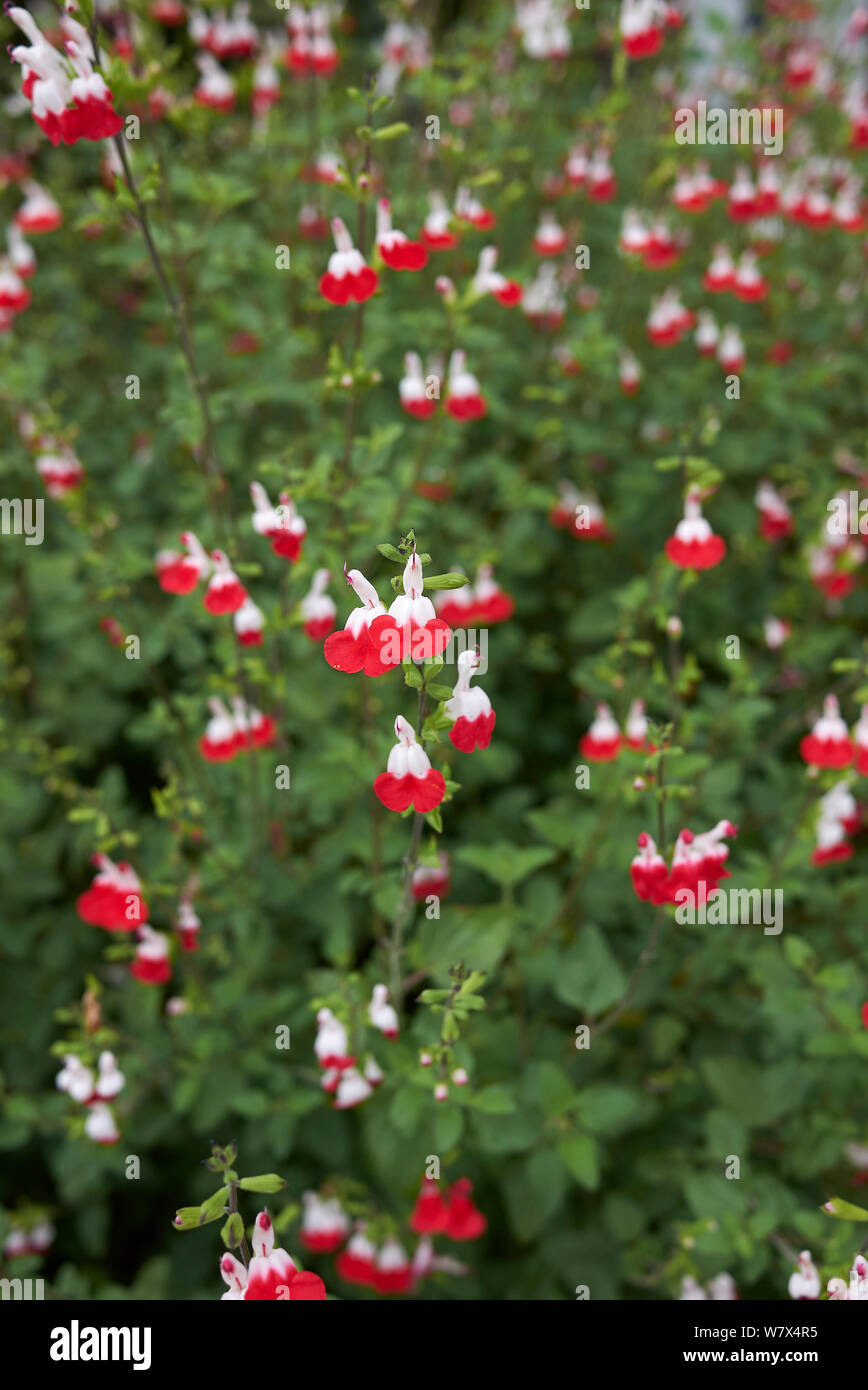 colorful flowers of Salvia coccinea plants Stock Photo - Alamy