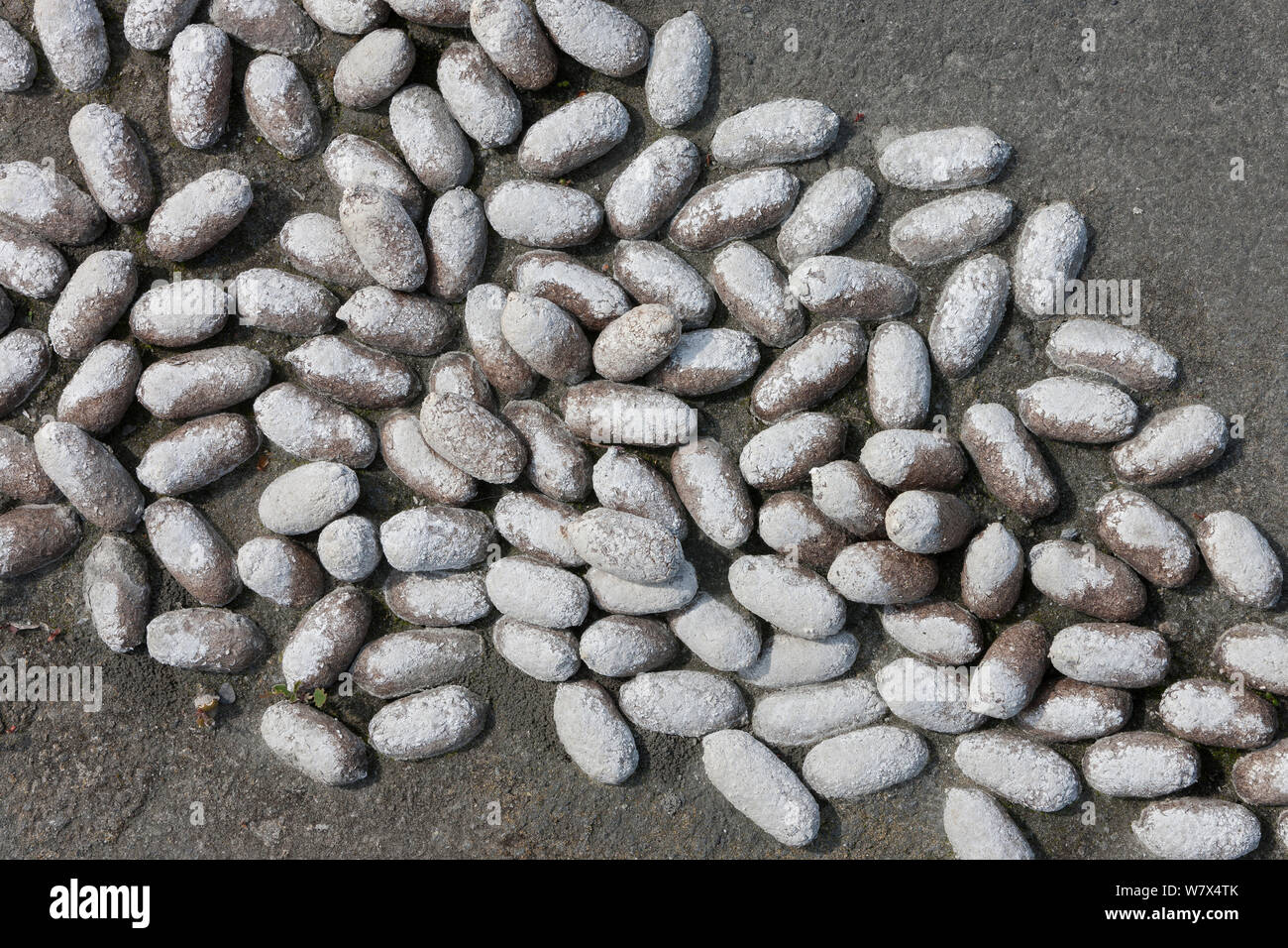Animal scats hi-res stock photography and images - Alamy