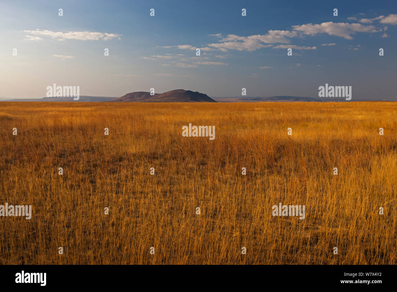 African migratory locust hi-res stock photography and images - Alamy