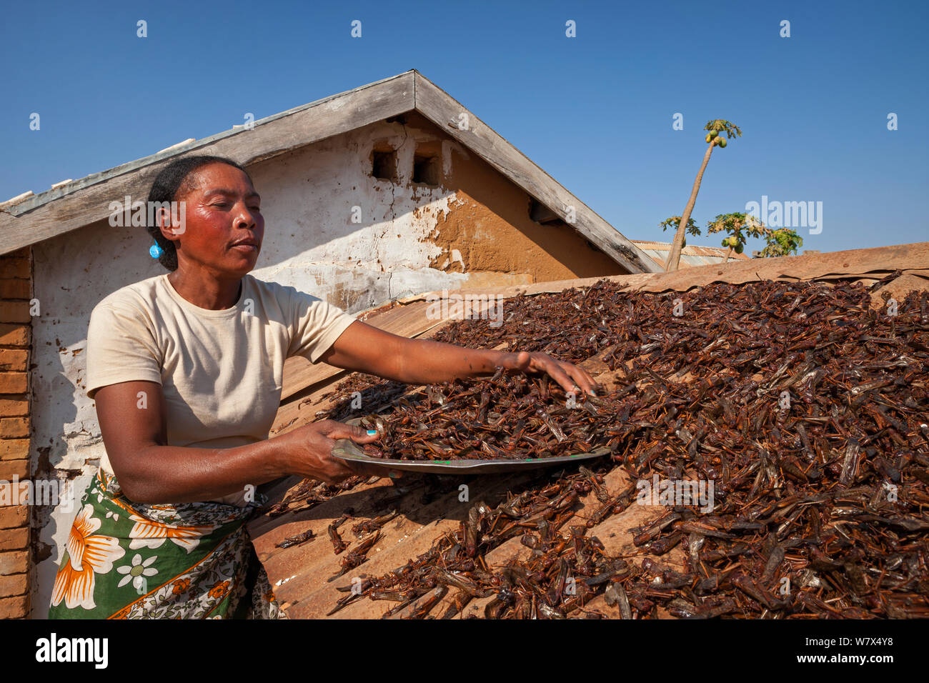 Food drying hi-res stock photography and images - Alamy