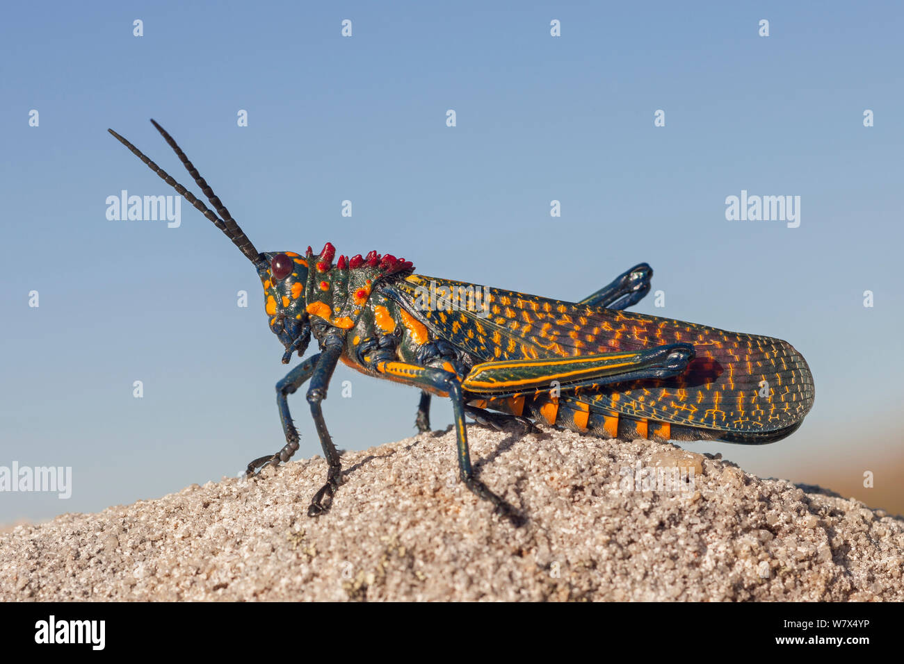 Giant painted locust (Phymateus saxosus) Isalo National Park, Madagascar. August Stock Photo - Alamy