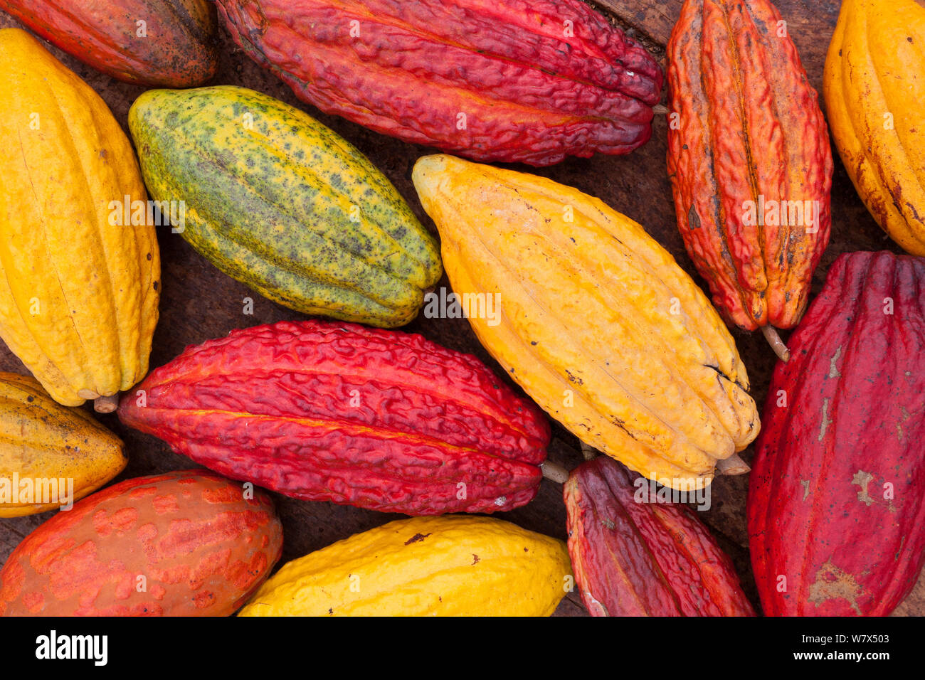 Cocoa (Theobroma cacao) fruit, Ilheus, Brazil, December Stock Photo - Alamy