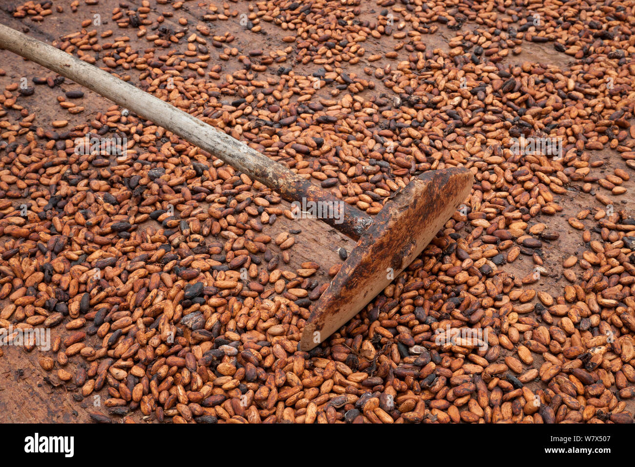 Cocoa (Theobroma cacao) tool for turning naturally drying beans, Ilheus ...