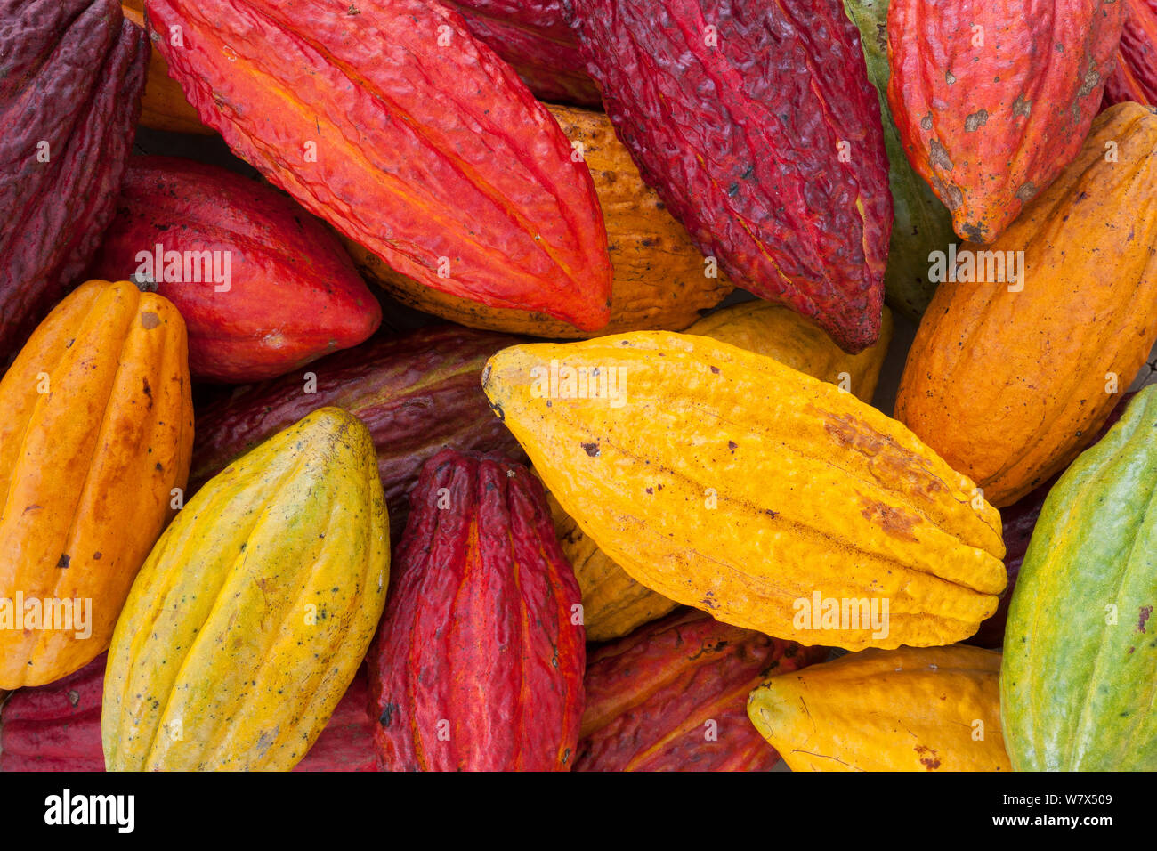 Theobroma cacao brazil hi-res stock photography and images - Alamy
