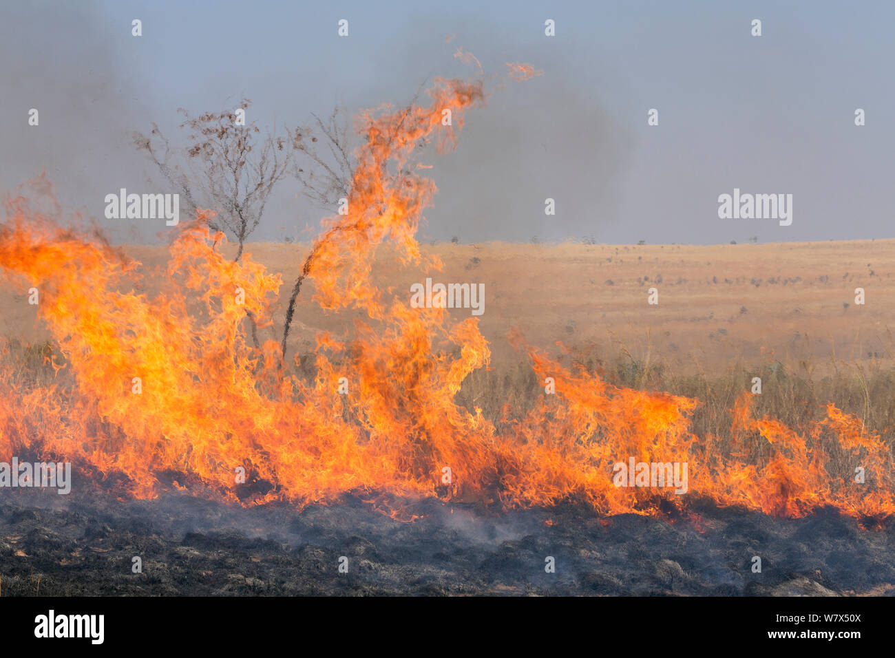 African migratory locust hi-res stock photography and images - Alamy