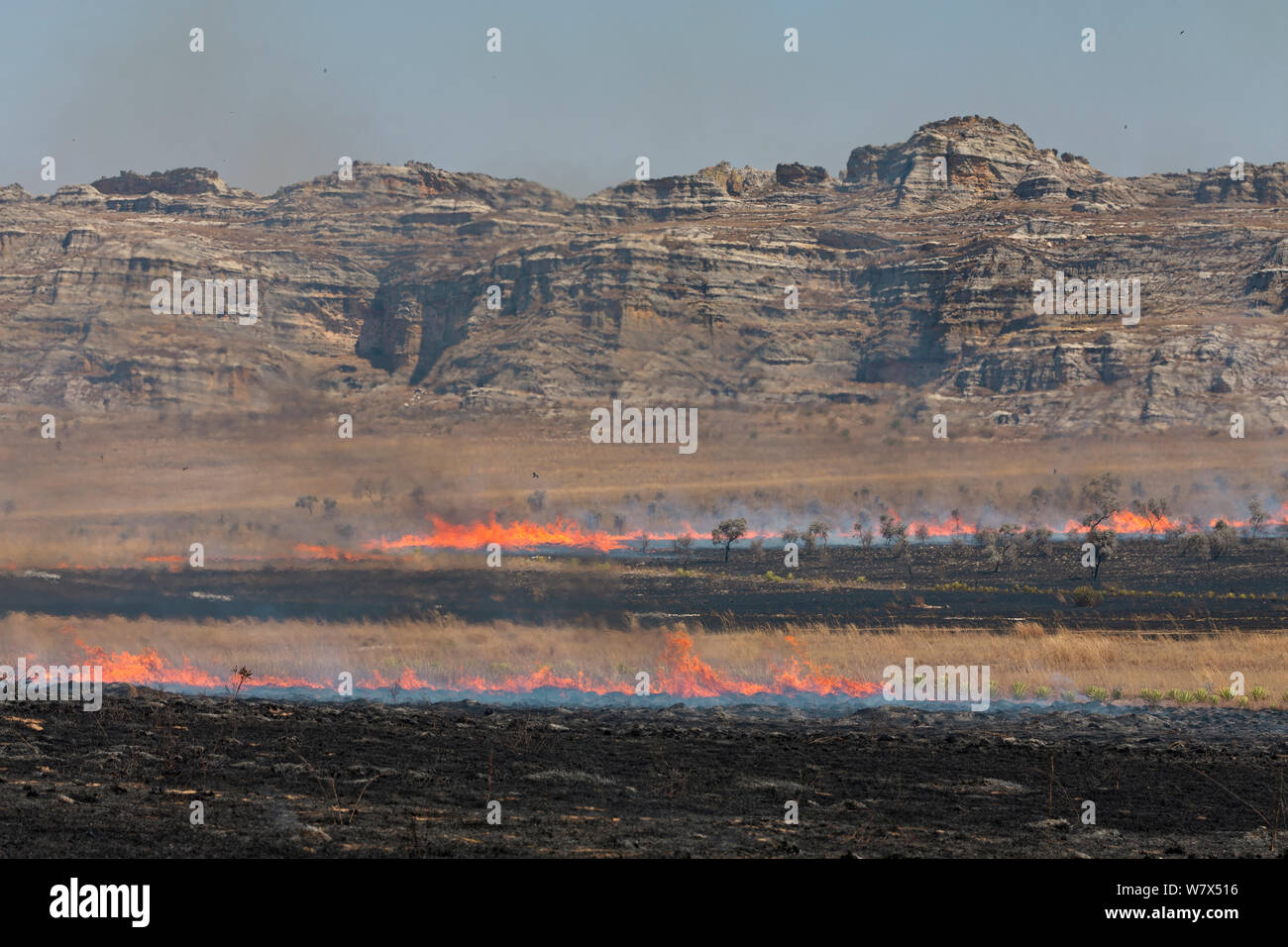 Fire set by farmer to kill migrating locusts (Locusta migratoria capito ...