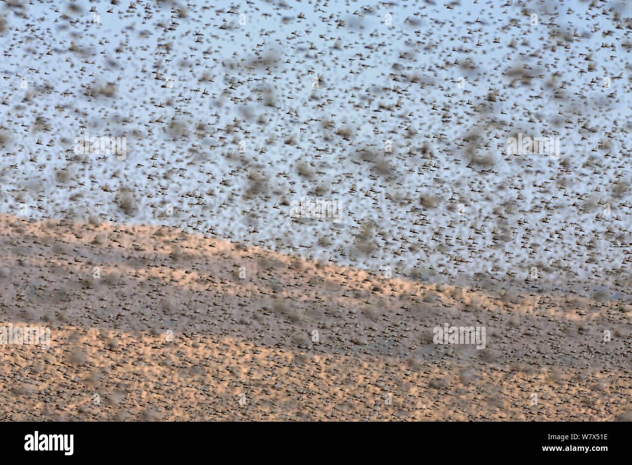 Migratory Locust (Locusta migratoria capito) swarm flying, near Isalo ...