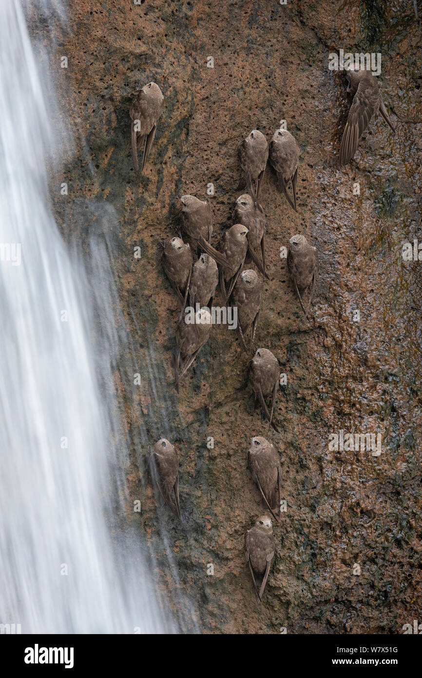 Great Dusky Swifts (Cypseloides senex) perched on cliff in front of ...