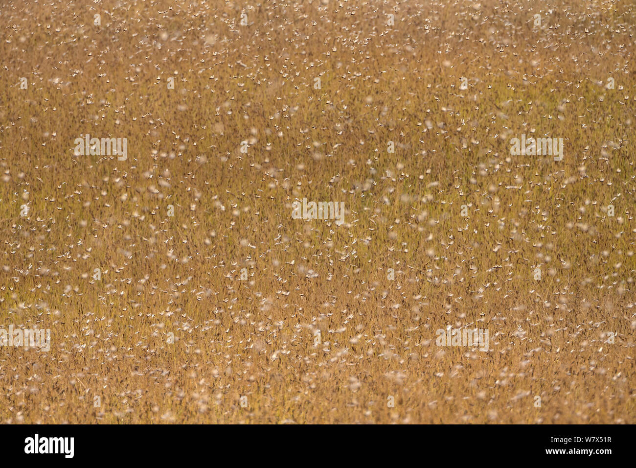 African locust grasshopper hi-res stock photography and images - Alamy