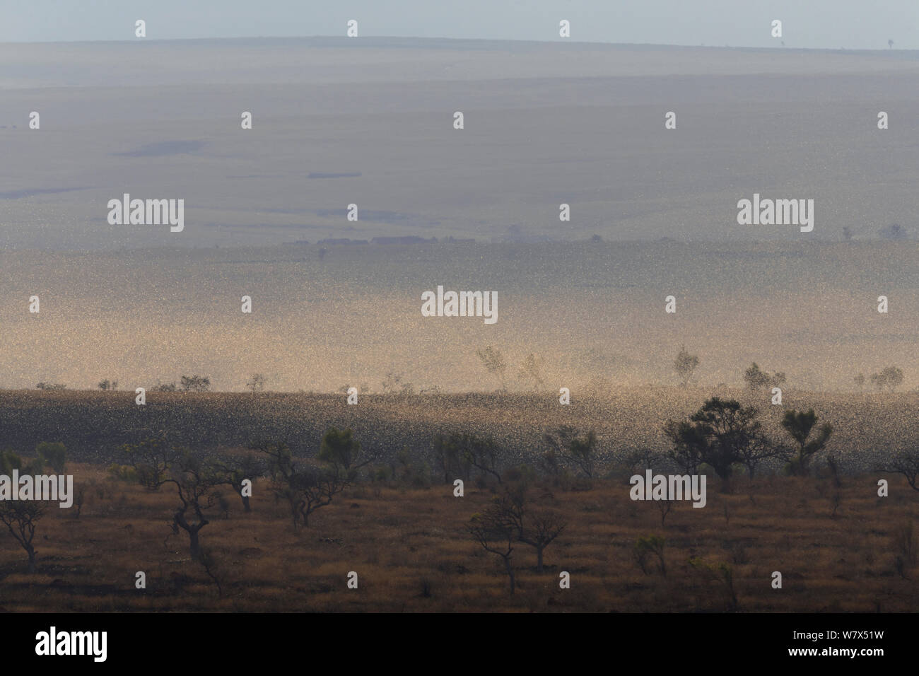 Locust swarms madagascar hi-res stock photography and images - Alamy