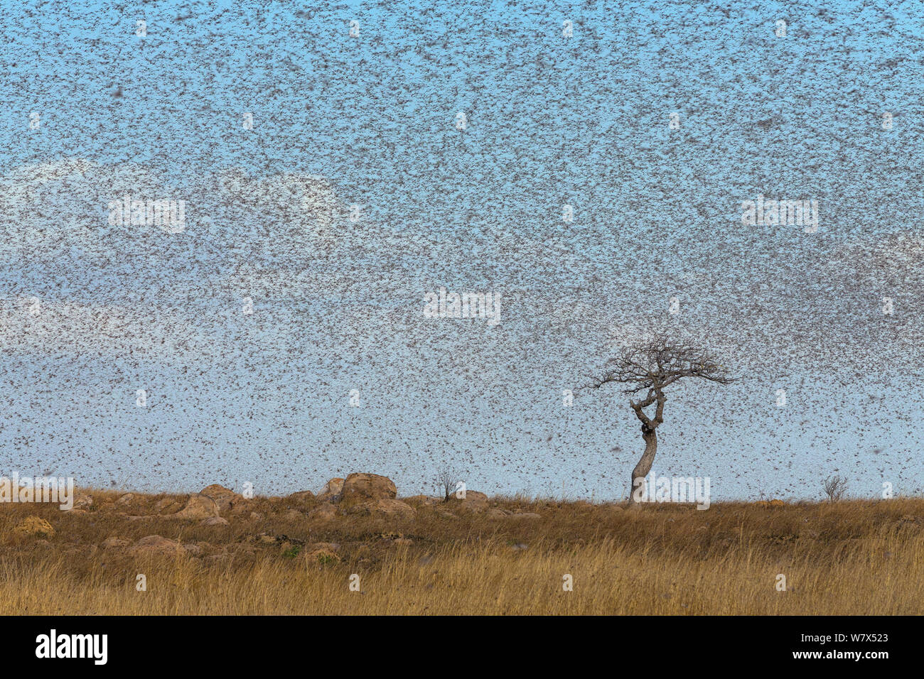 Flying grasshopper hi-res stock photography and images - Alamy