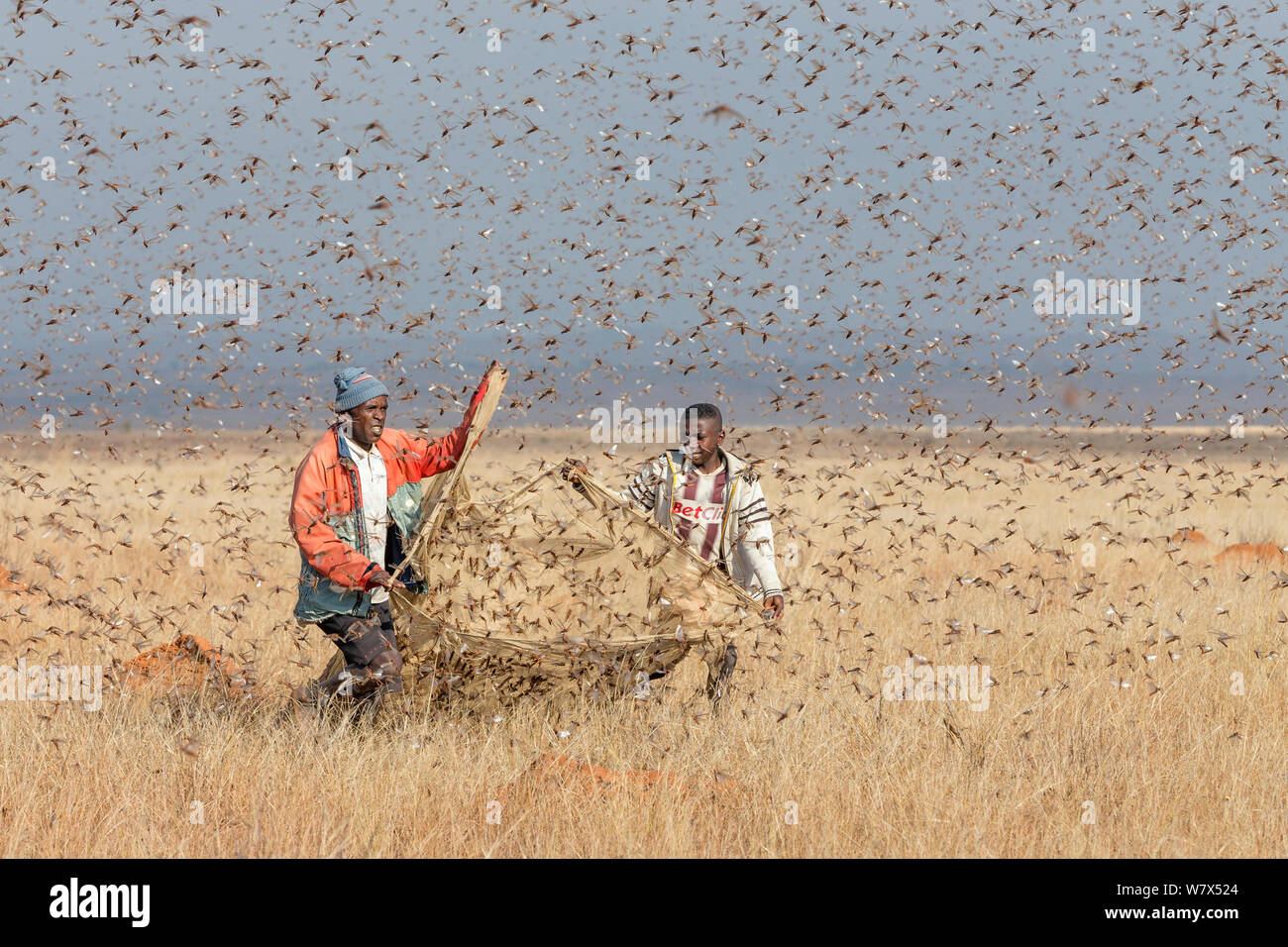 African migratory locust hi-res stock photography and images - Alamy