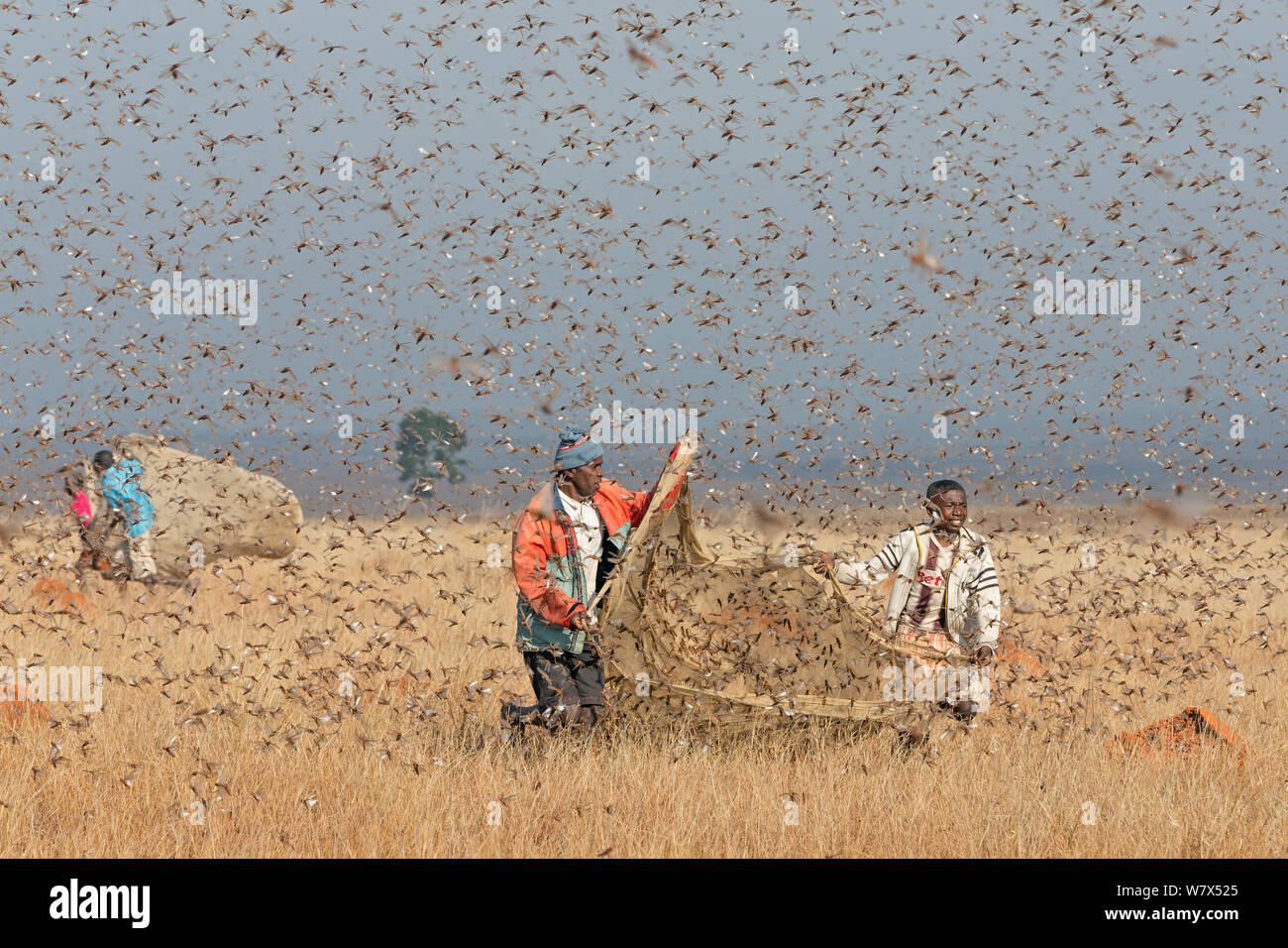 Mosquito nets hi-res stock photography and images - Alamy