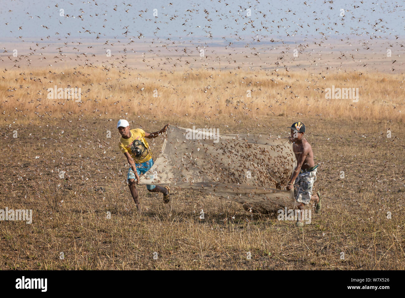 People catching Migratory locusts (Locusta migratoria capito) for human ...