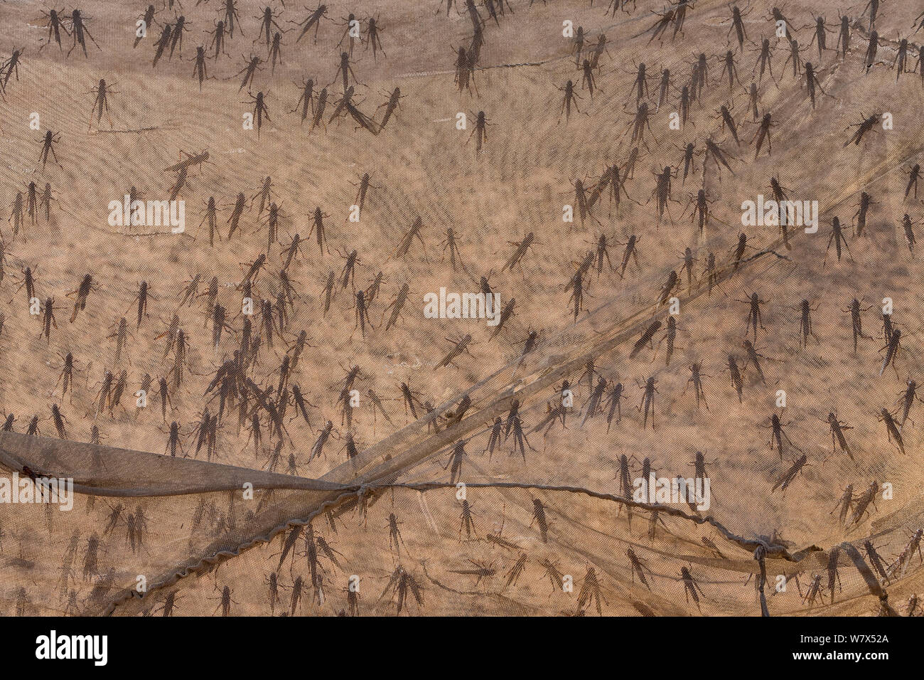 African locusts locusta migratoria hi-res stock photography and images ...