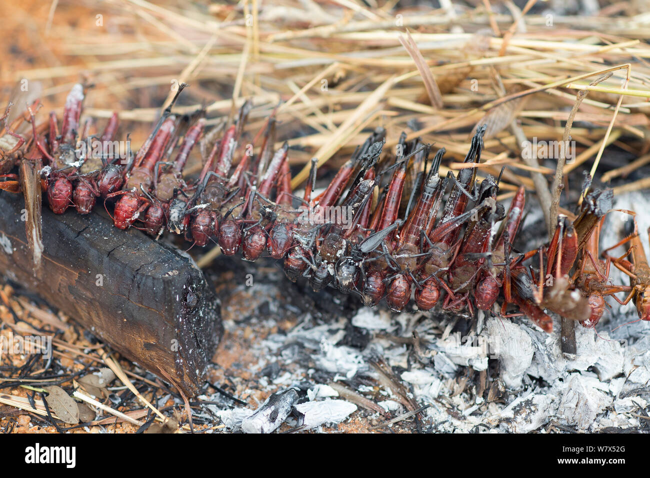 African locusts locusta migratoria hi-res stock photography and images ...