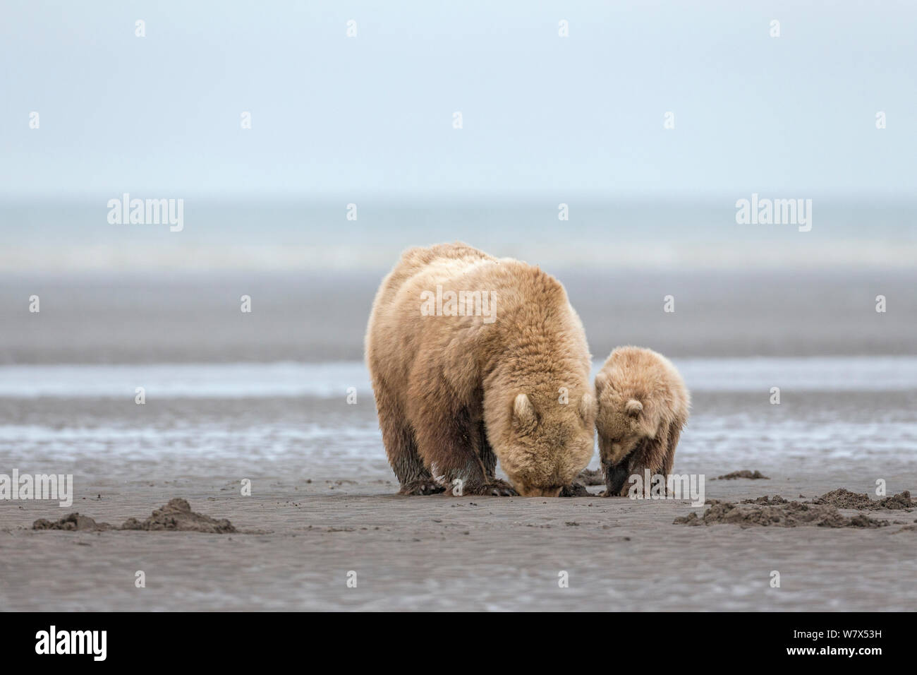 Grizzly Bear / Coastal Brown Bear (Ursus arctos horribilis) mother with ...