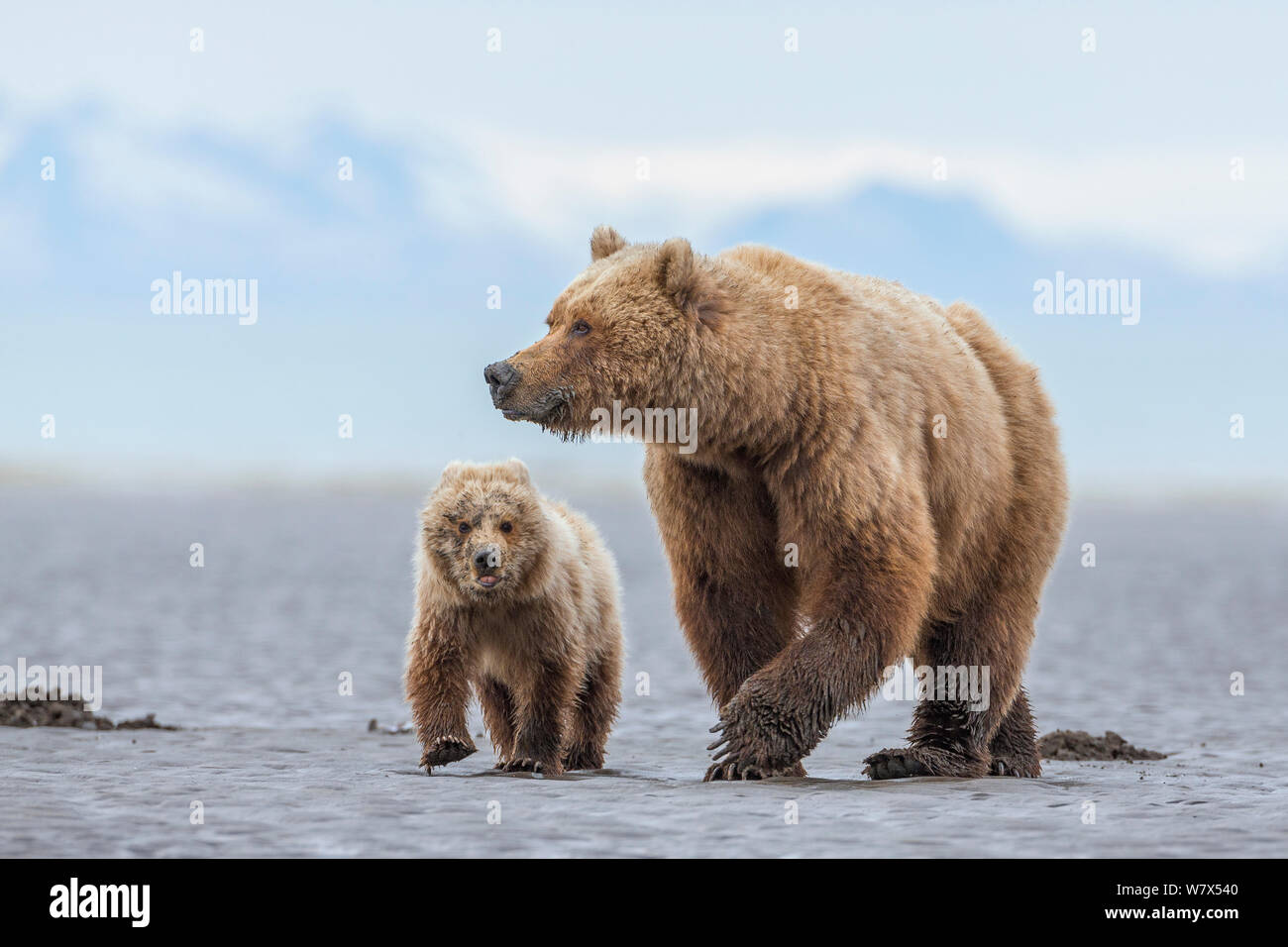 Grizzly Bear / Coastal Brown Bear (Ursus arctos horribilis) mother with ...