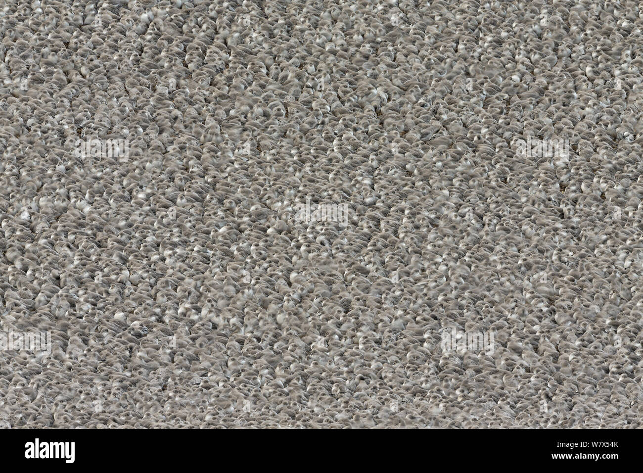 Red Knot Winter Plumage High Resolution Stock Photography and Images ...