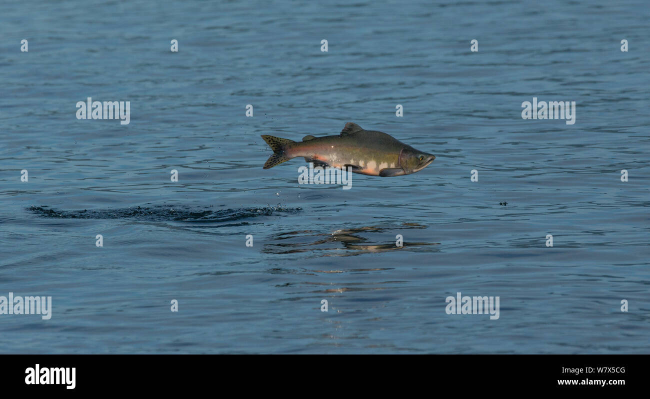 Salmon jumping upstream hi-res stock photography and images - Alamy